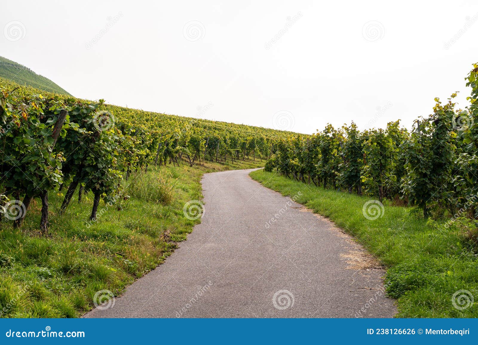 Asphalted and Curved Pathway in the Vineyards with Grapevines on the ...