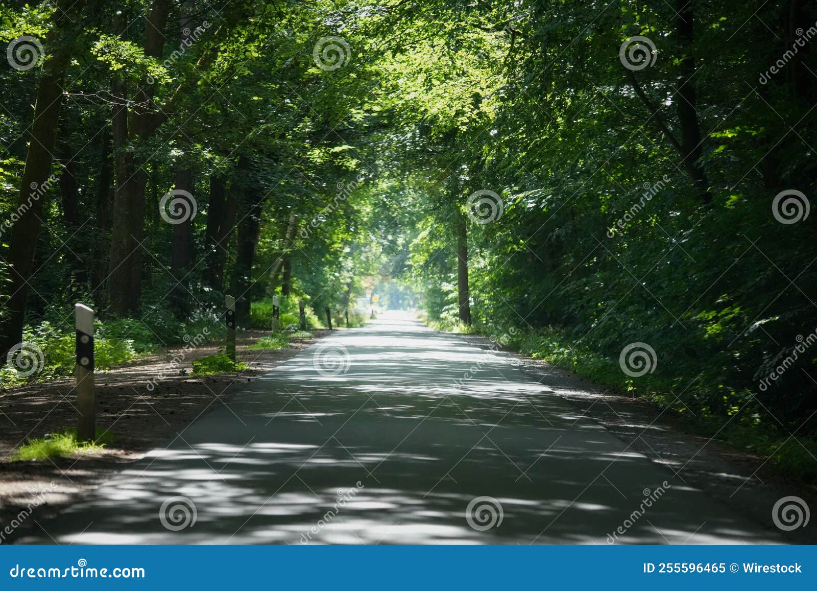 Asphalted Road Going through a Park Area with Large Green Trees and ...