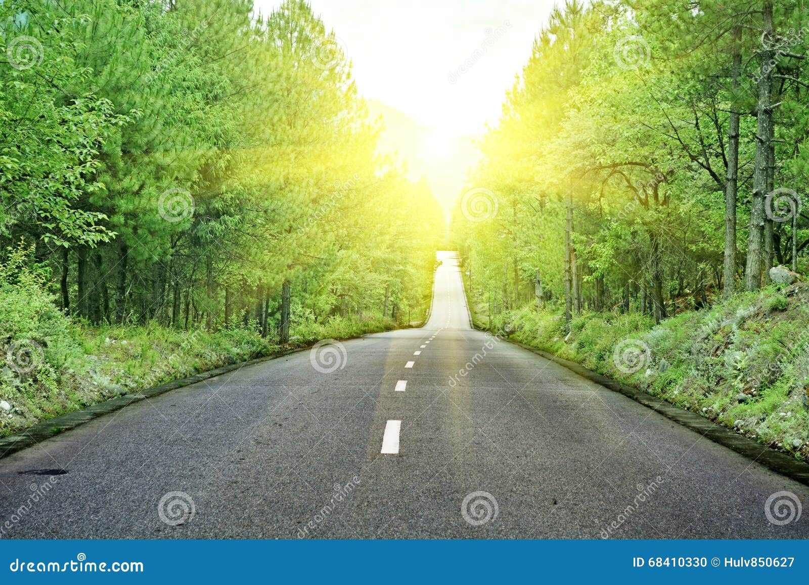 Asphalted road (spring) stock photo. Image of herb, grass - 68410330