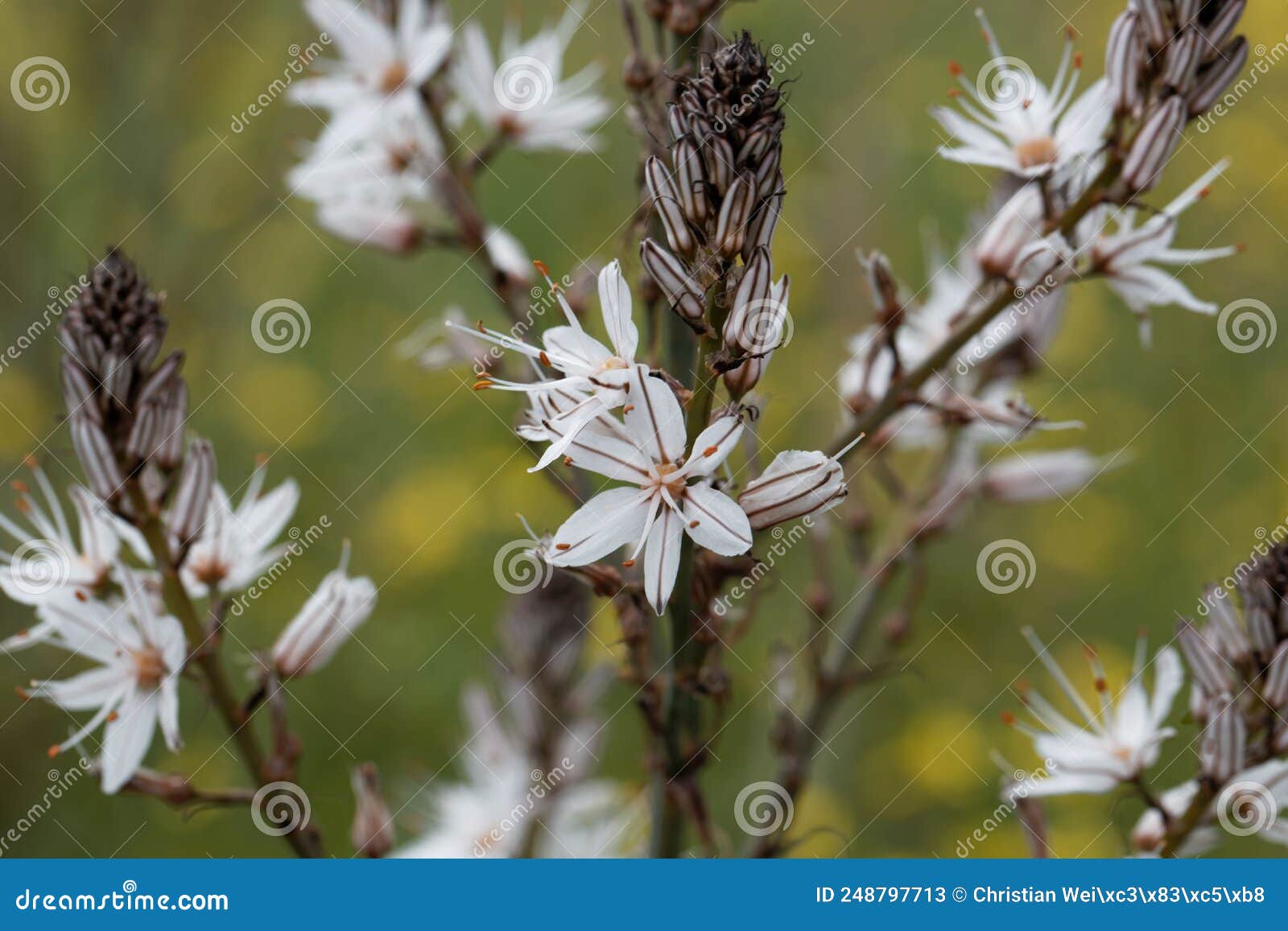 Asphodel Asphodelus Ramosus Imagen de archivo - Imagen de macro, flor ...