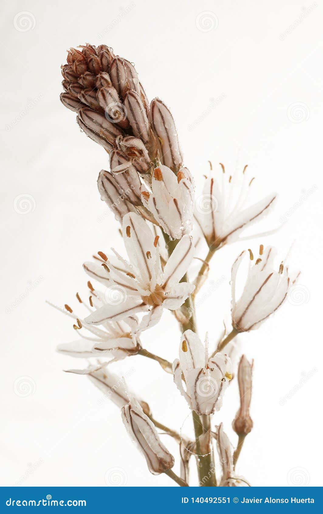 Asphodelus Albus, White Asphode Stock Image - Image of asphodel ...
