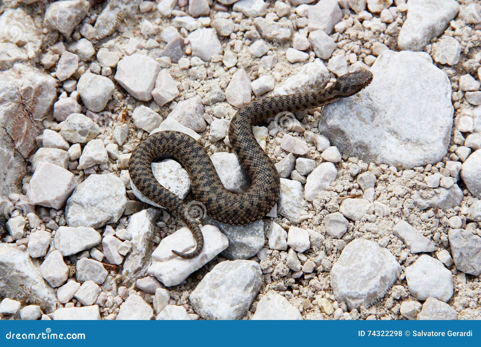 Asp Viper, Vipera Aspis, Venomous Snake In France Stock Photo ...