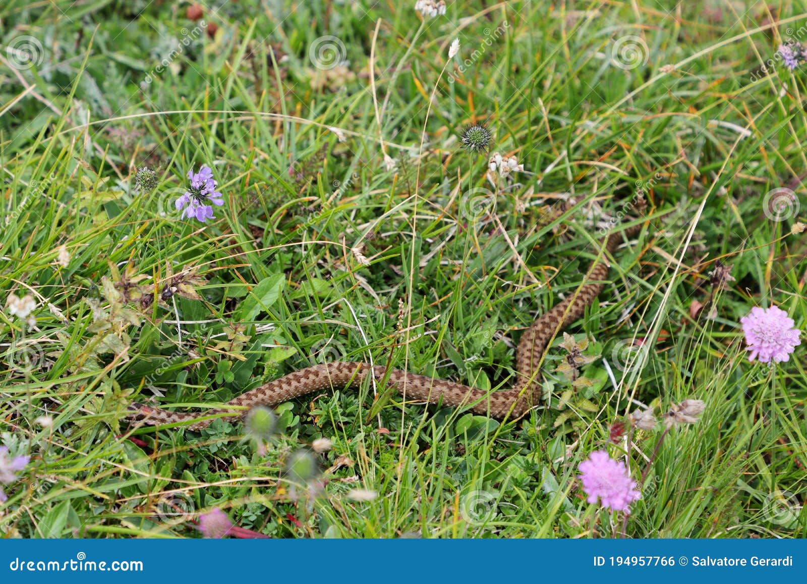 Aspic Viper Vipera Aspis Hidden in the Meadow Stock Photo - Image of ...