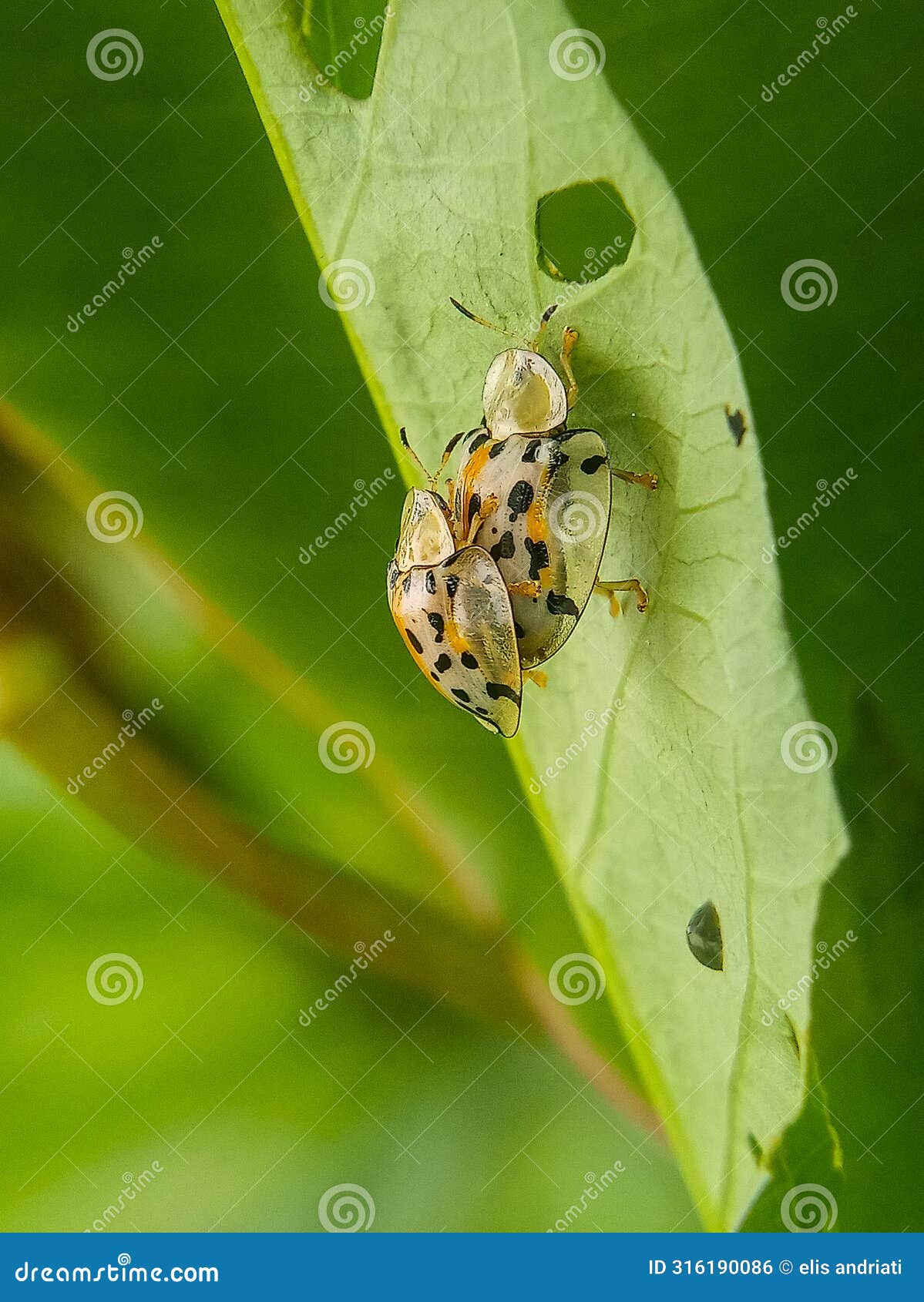 Aspidimorpha Miliaris with Mating Patner on Green Leaf Background Stock ...