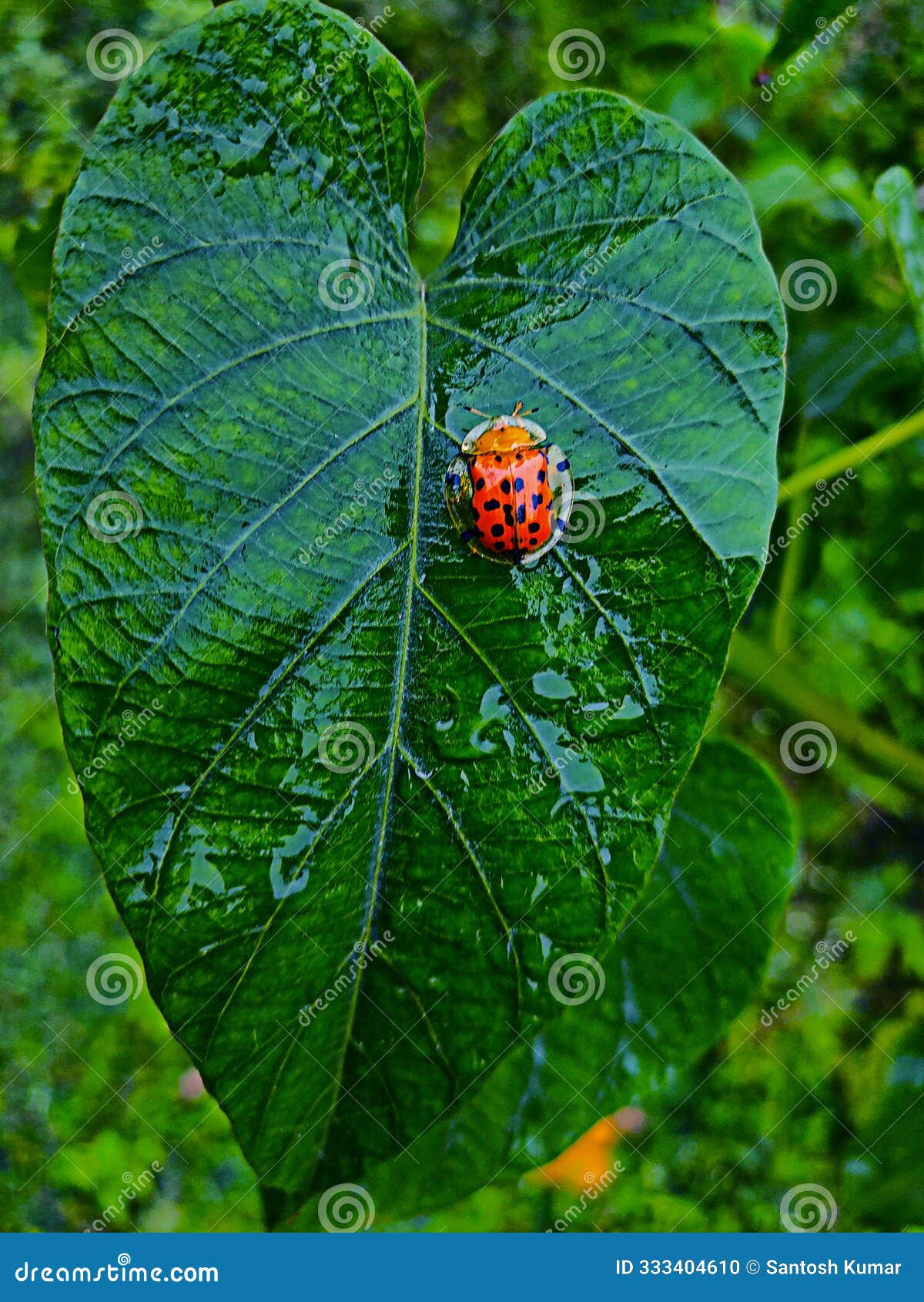 Aspidimorpha Miliaris Spotted Tortoise Beetle Stock Photo - Image of ...