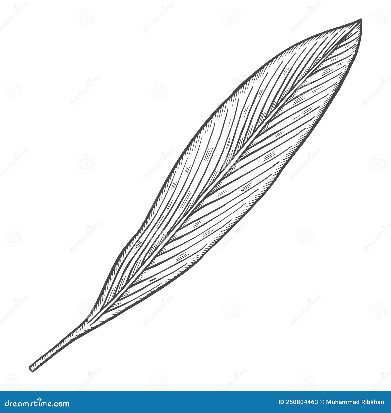Aspidistra Tropical Leaf Plant Isolated Doodle Hand Drawn Sketch With ... Aspidistra Tropical Leaf Plant Isolated Doodle Hand Drawn Sketch With ...