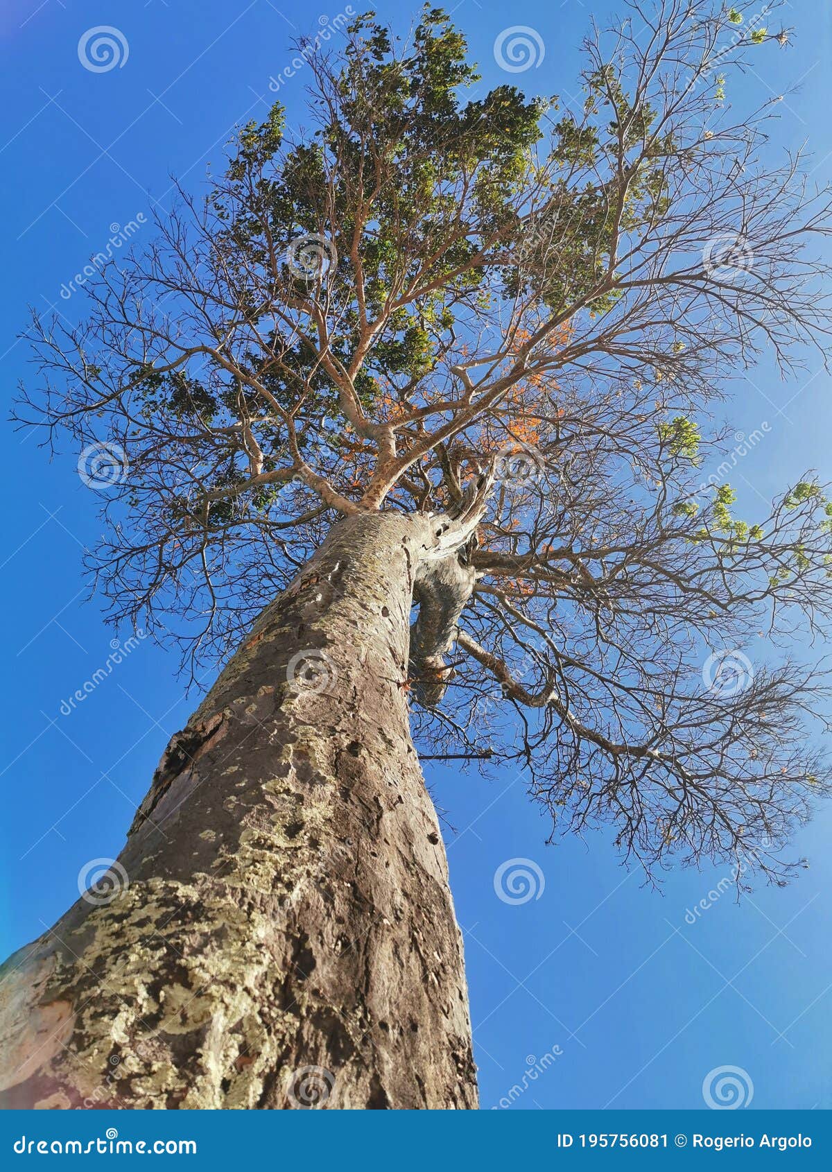 Peroba Tree Stock Photos - Free & Royalty-Free Stock Photos from Dreamstime