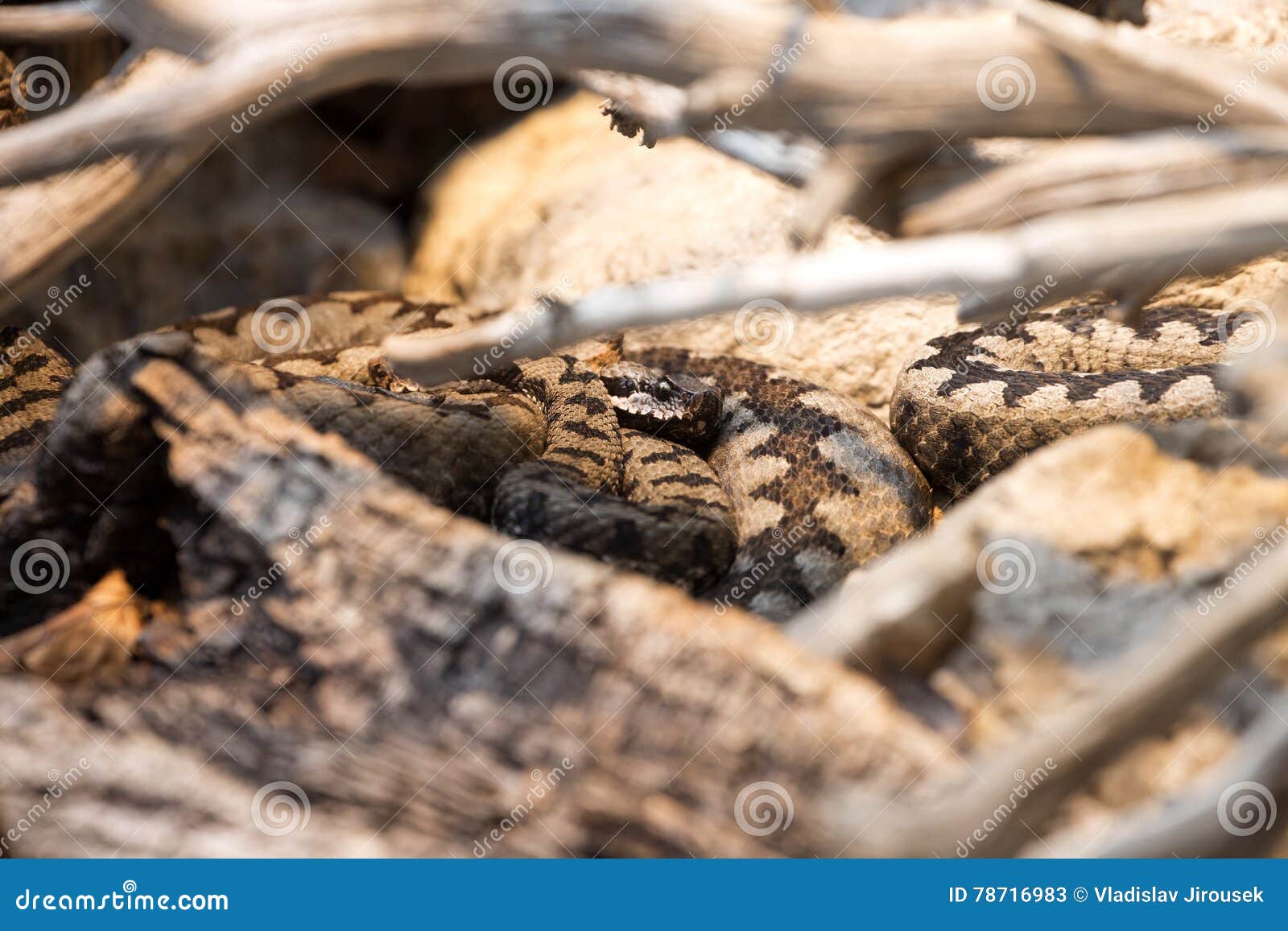 Aspisviper, Aspis Del Vipera, Non Troppo Tossico Immagine Stock ...