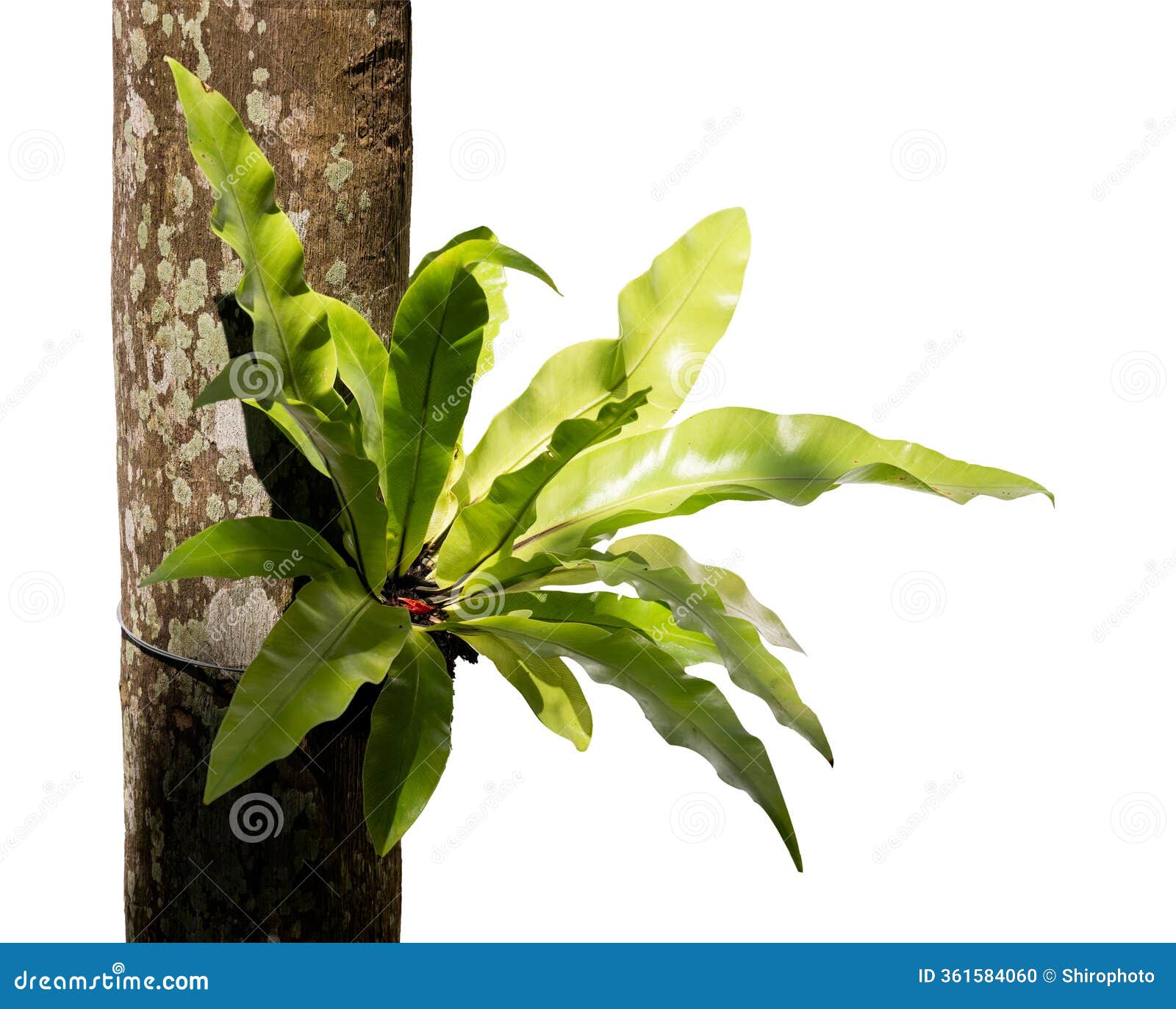 Asplenium Antiquum Plant In Terracotta Pots Isolated On Light ...