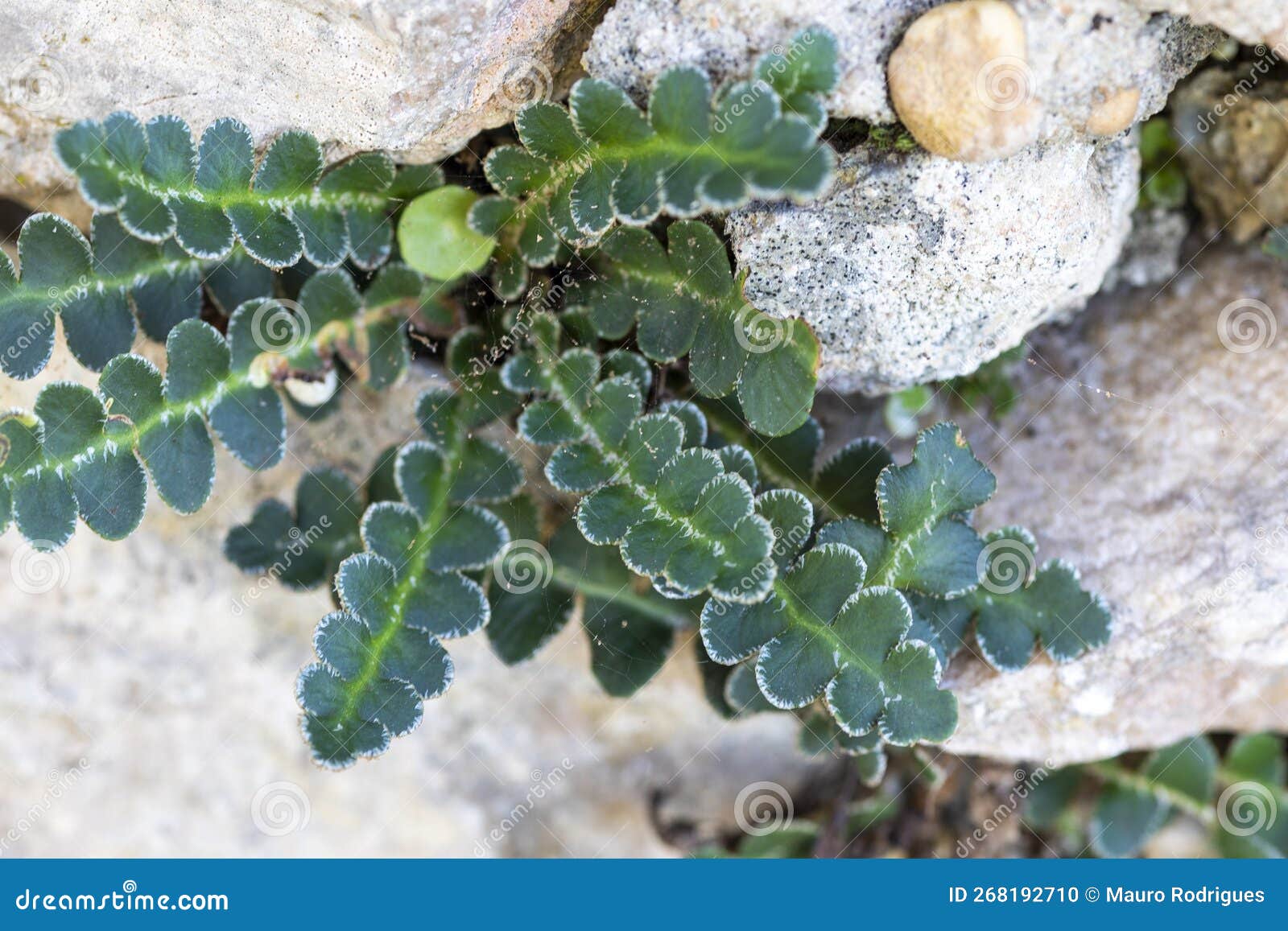 Asplenium ceterach fern stock photo. Image of flora - 268192710