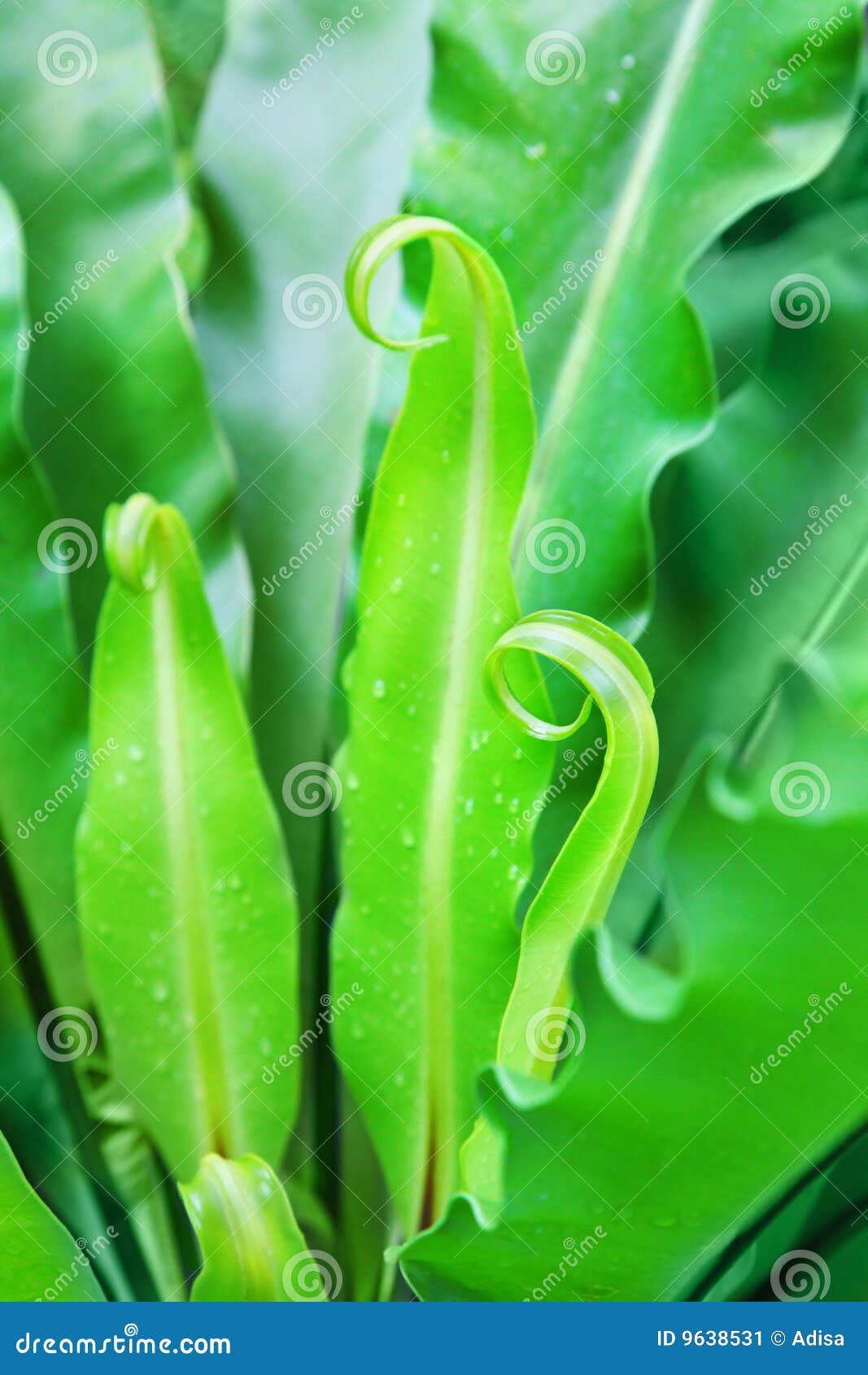 Asplenium nidus stock image. Image of natural, bird, environment - 9638531