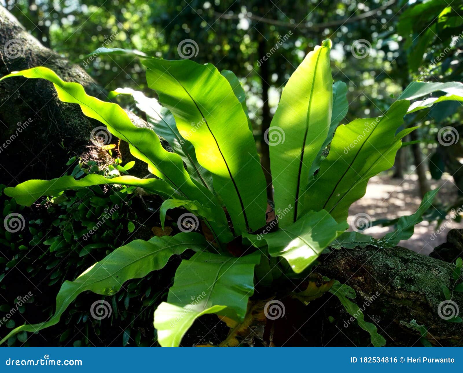 Asplenium Nidus stock photo. Image of leaf, tropics - 182534816