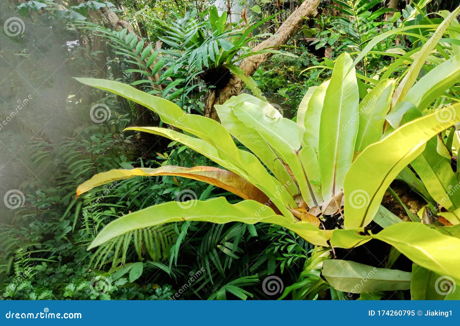 Asplenium Nidus Aves Nido Helecho Imagen de archivo - Imagen de ...