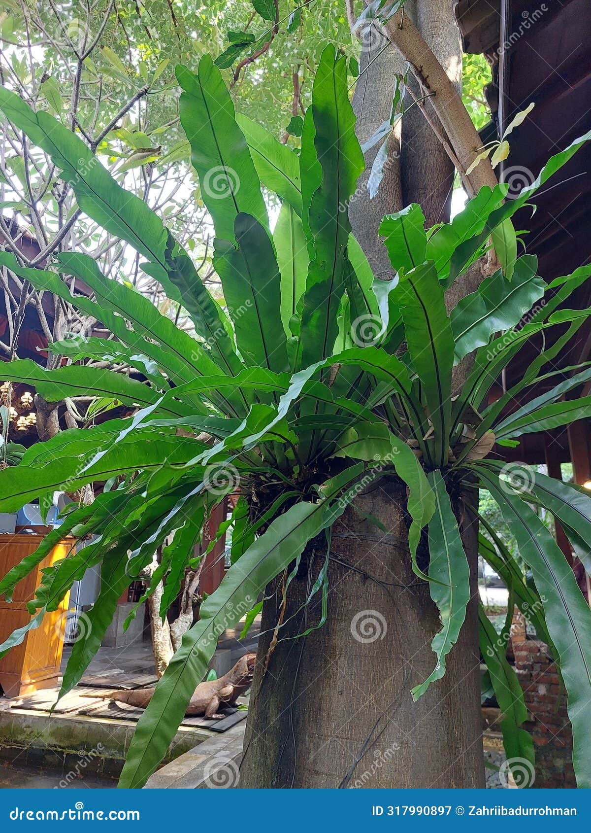 Asplenium Nidus with Big Leaves Attached To Tree Stock Image - Image of ...