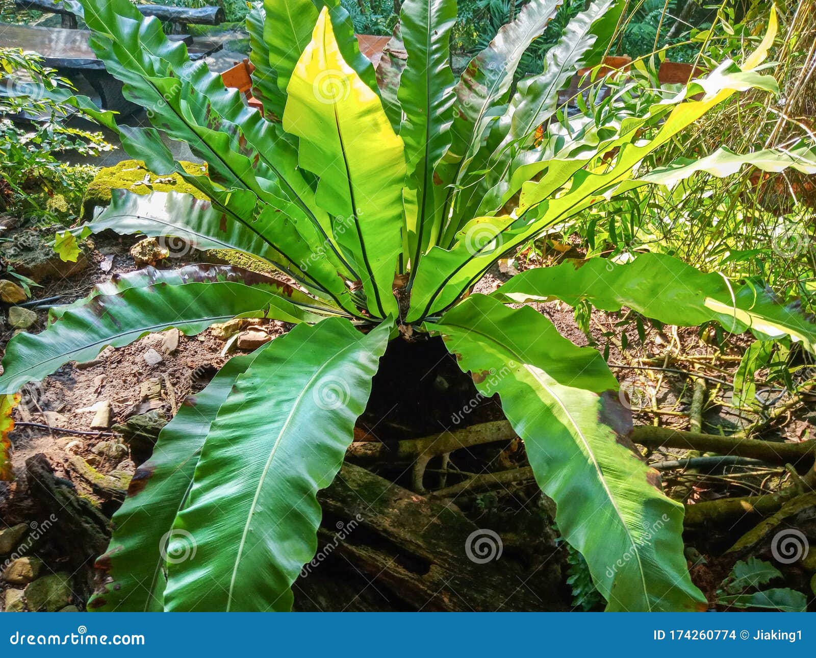[Asplenium Nidus] Bird`s Nest Fern Stock Photo - Image of fern, grow ...