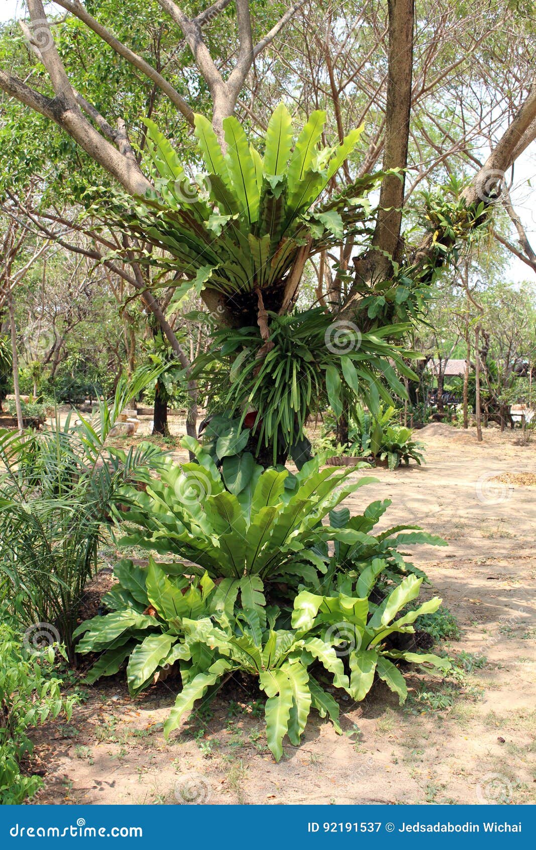 Asplenium nidus stock image. Image of fern, natural, fresh - 92191537