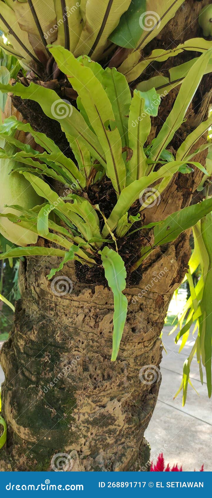 Asplenium Nidus Grows Side by Side on a Large Tree Taken Up Close ...