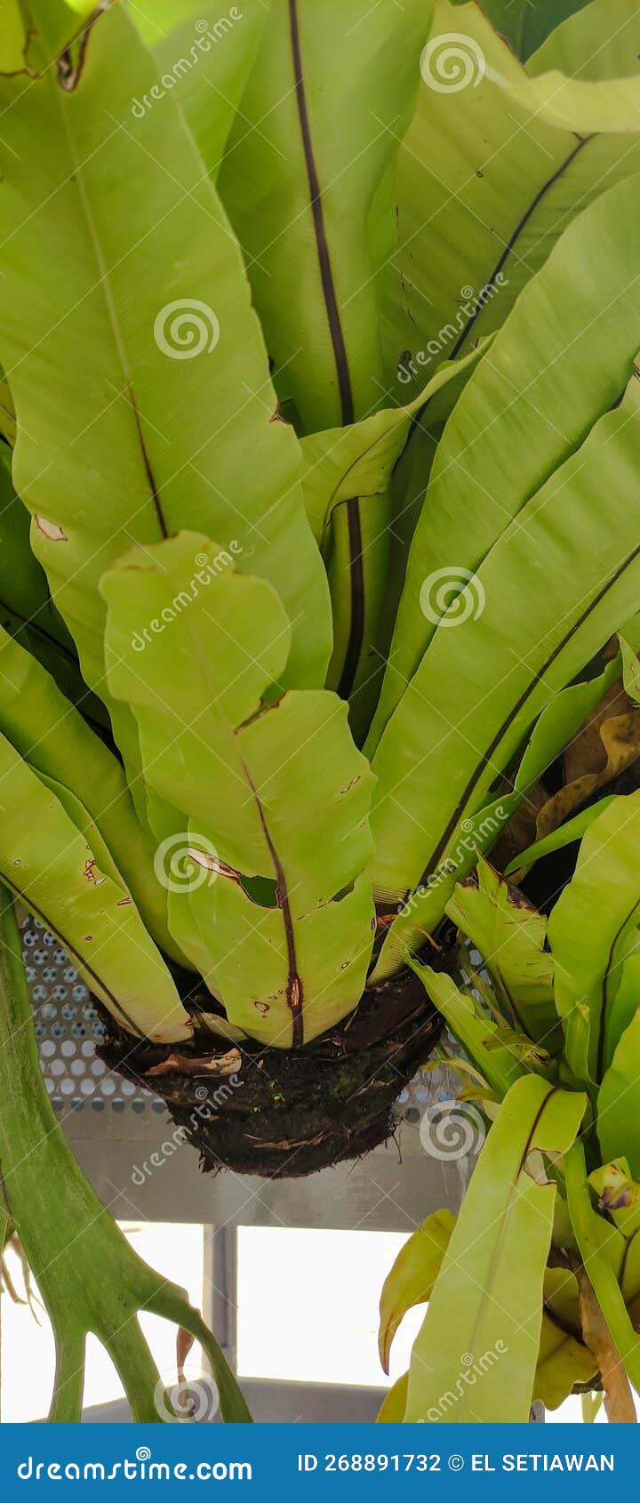 Asplenium Nidus Grows Side by Side on a Large Tree Taken Up Close ...