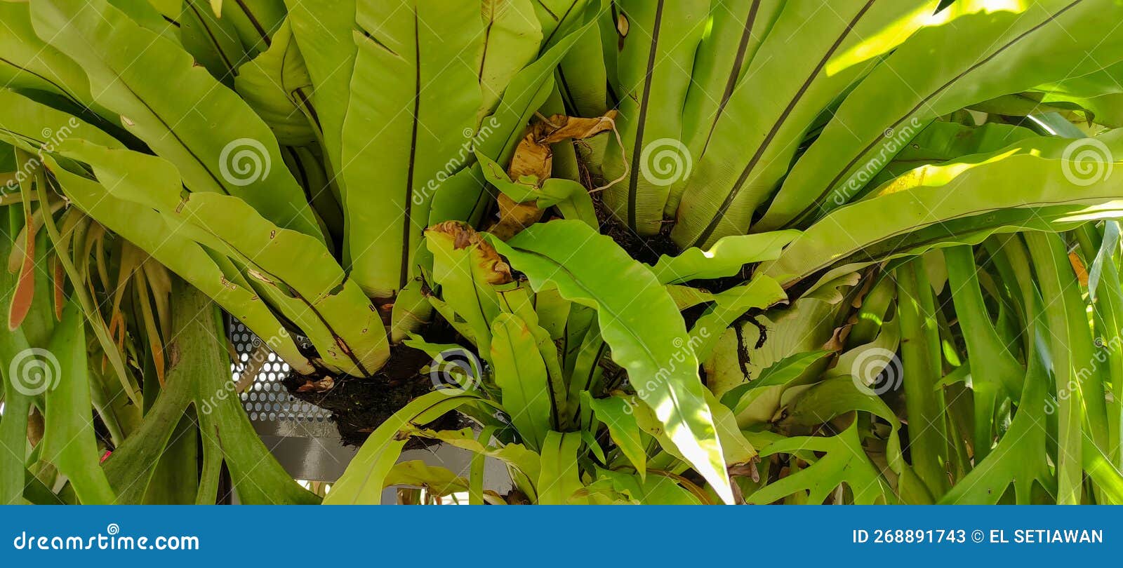 Asplenium Nidus Grows Side by Side on a Large Tree Taken Up Close ...