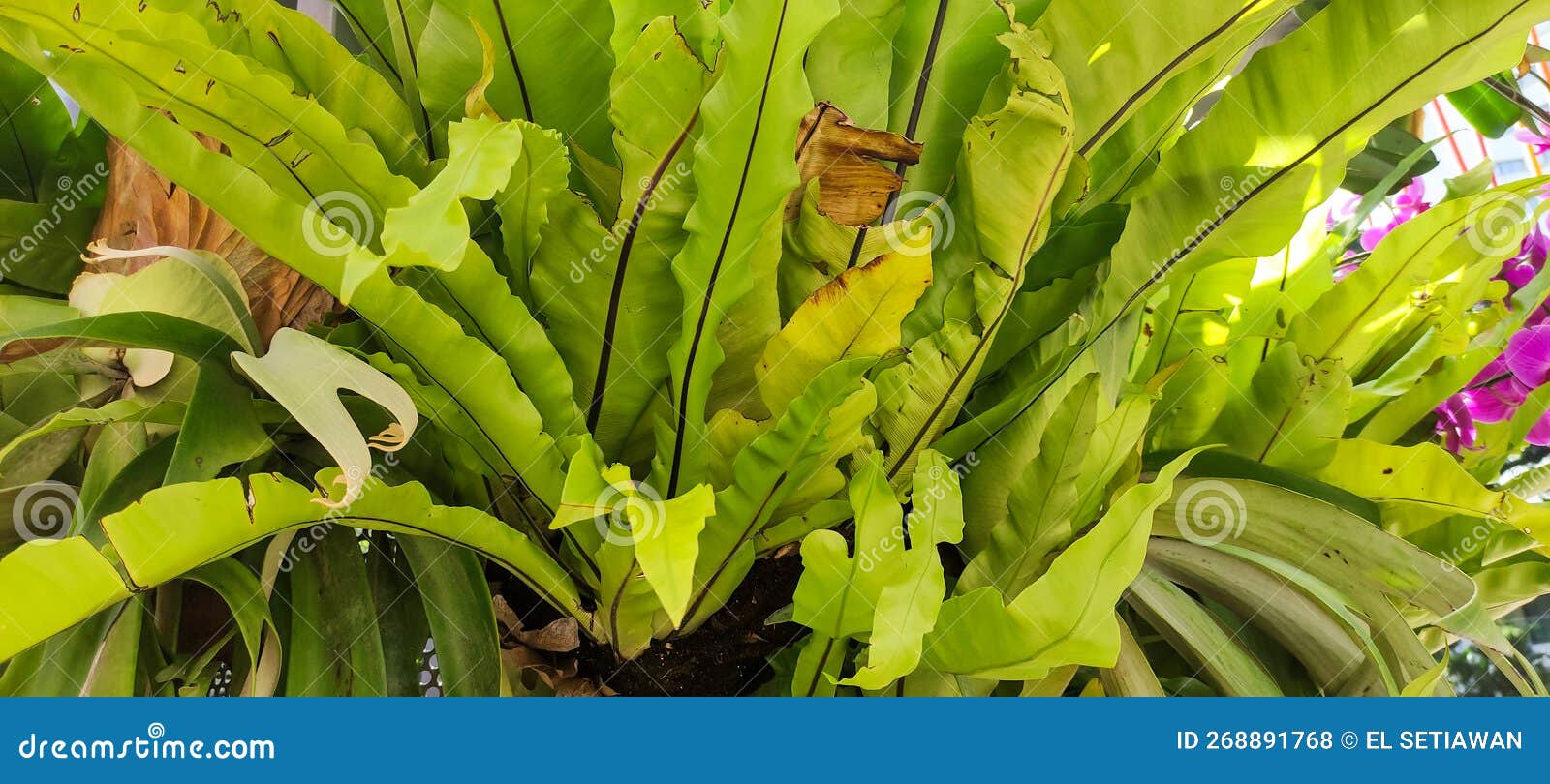 Asplenium Nidus Grows Side by Side on a Large Tree Taken Up Close ...