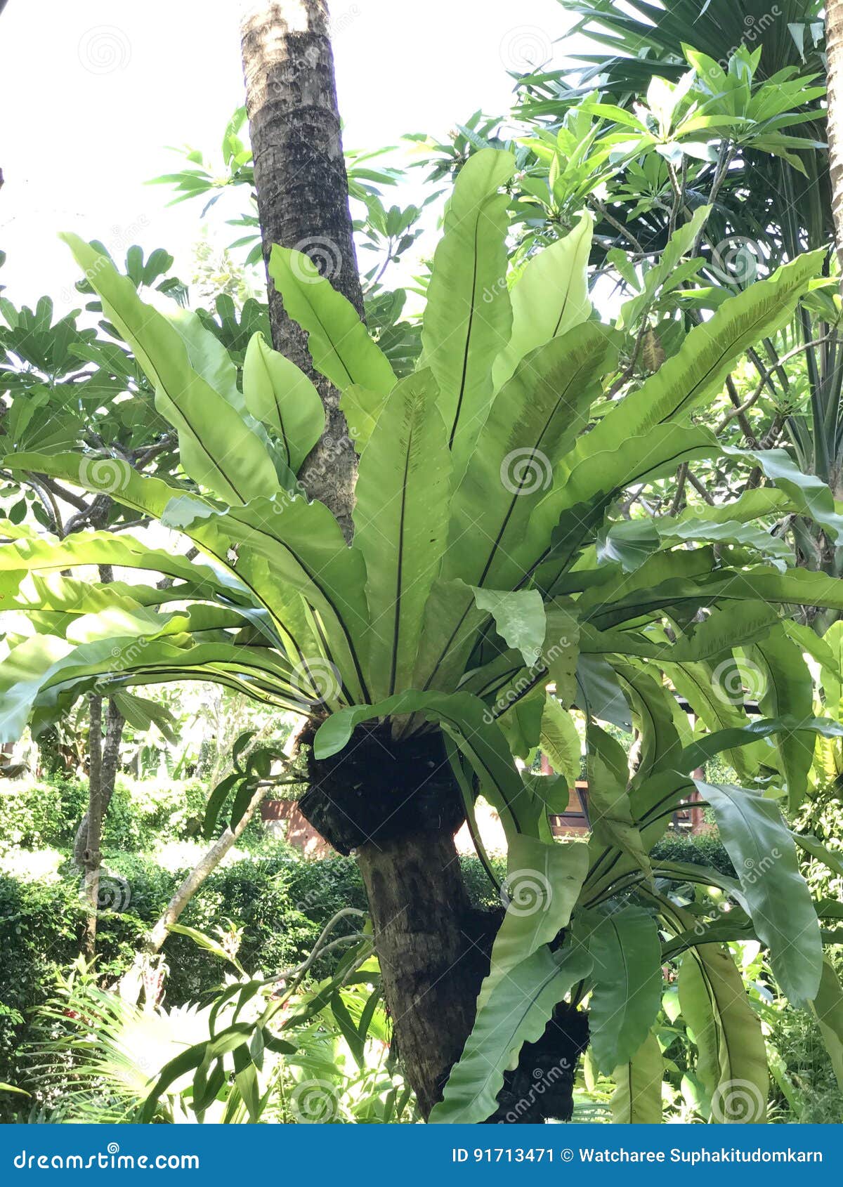 Asplenium Nidus or Nest Fern. Stock Image - Image of asia, large: 91713471