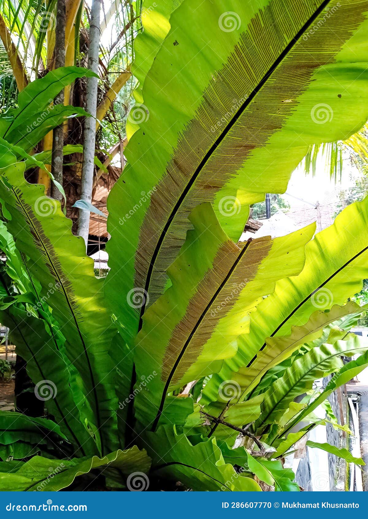 Asplenium Nidus Plant Growing on a Tree Stock Photo - Image of plant ...