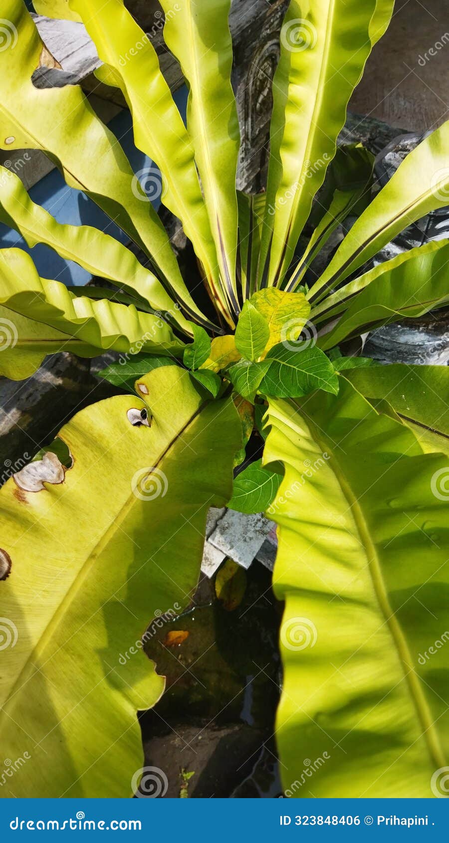 The Asplenium nidus plant stock photo. Image of large - 323848406
