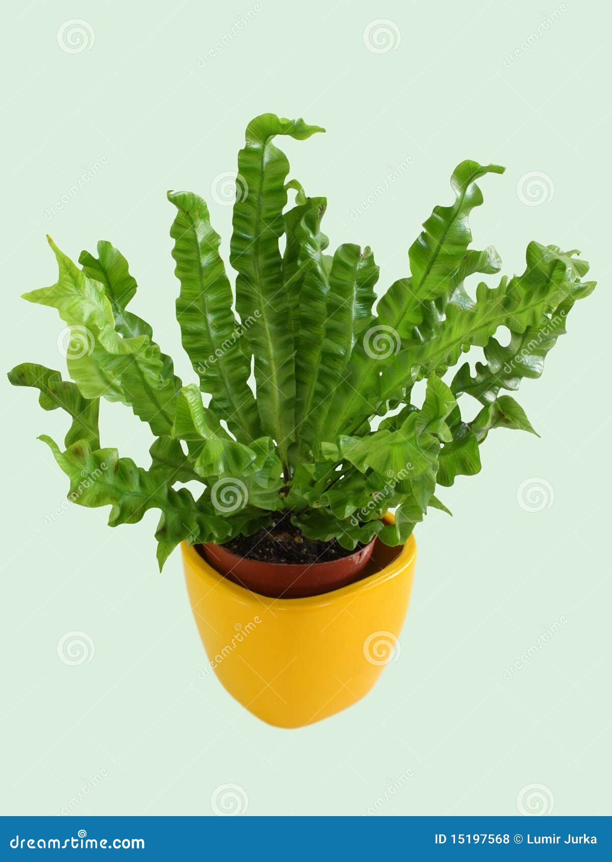 Asplenium Nidus Pot Light Background Stock Photos - Free & Royalty-Free ...