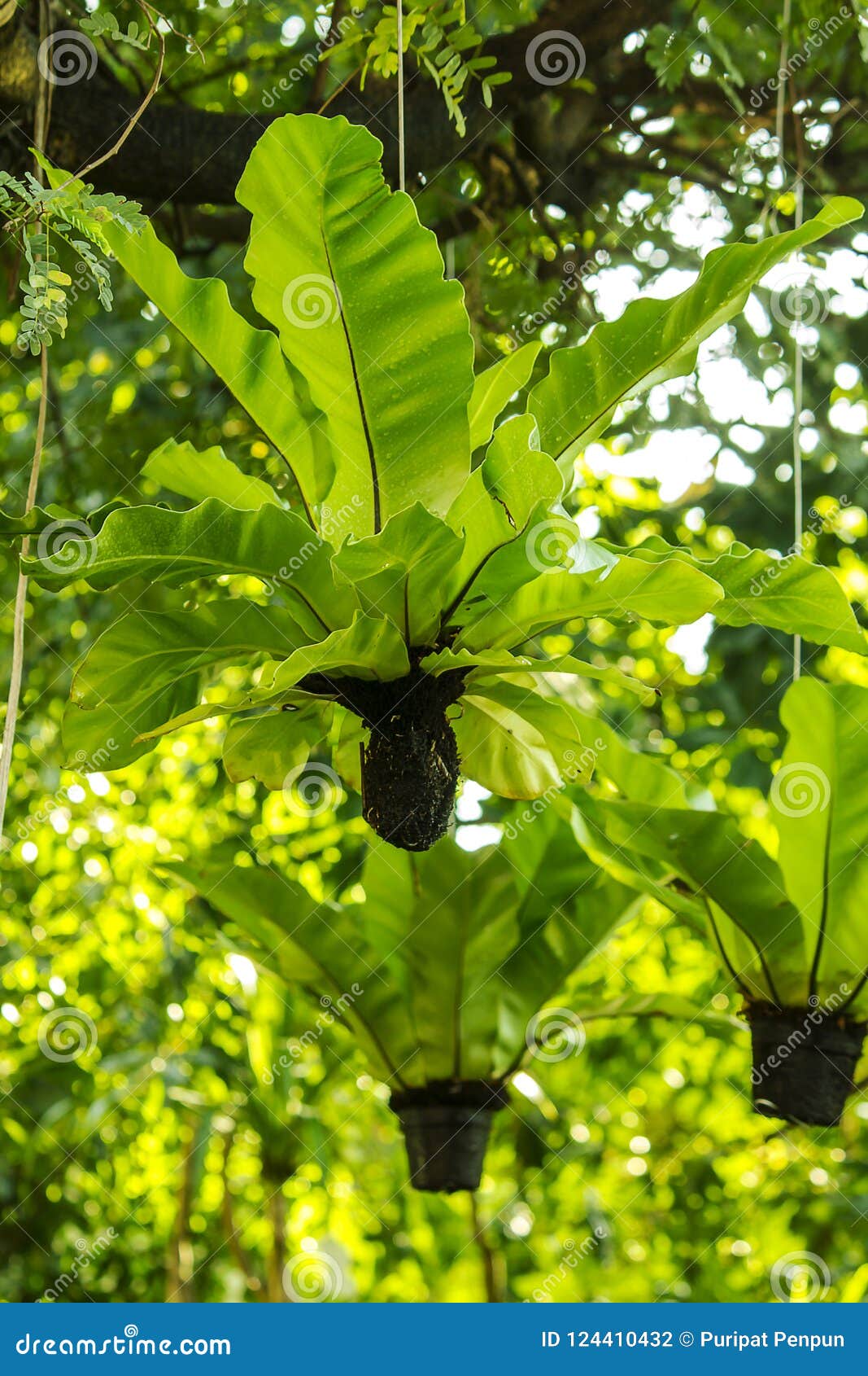 Asplenium Nidus in Pots Hanging Stock Photo - Image of ecology, closeup ...