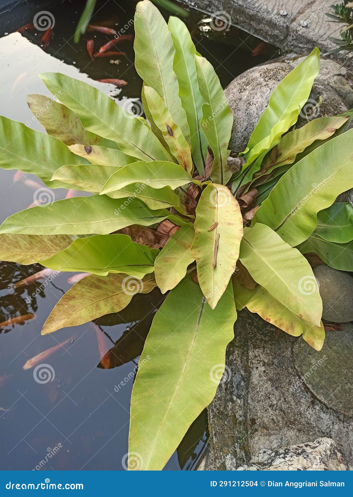 Asplenium Nidus Se Conoce Como Nido De Aves De Helecho Foto de archivo ...