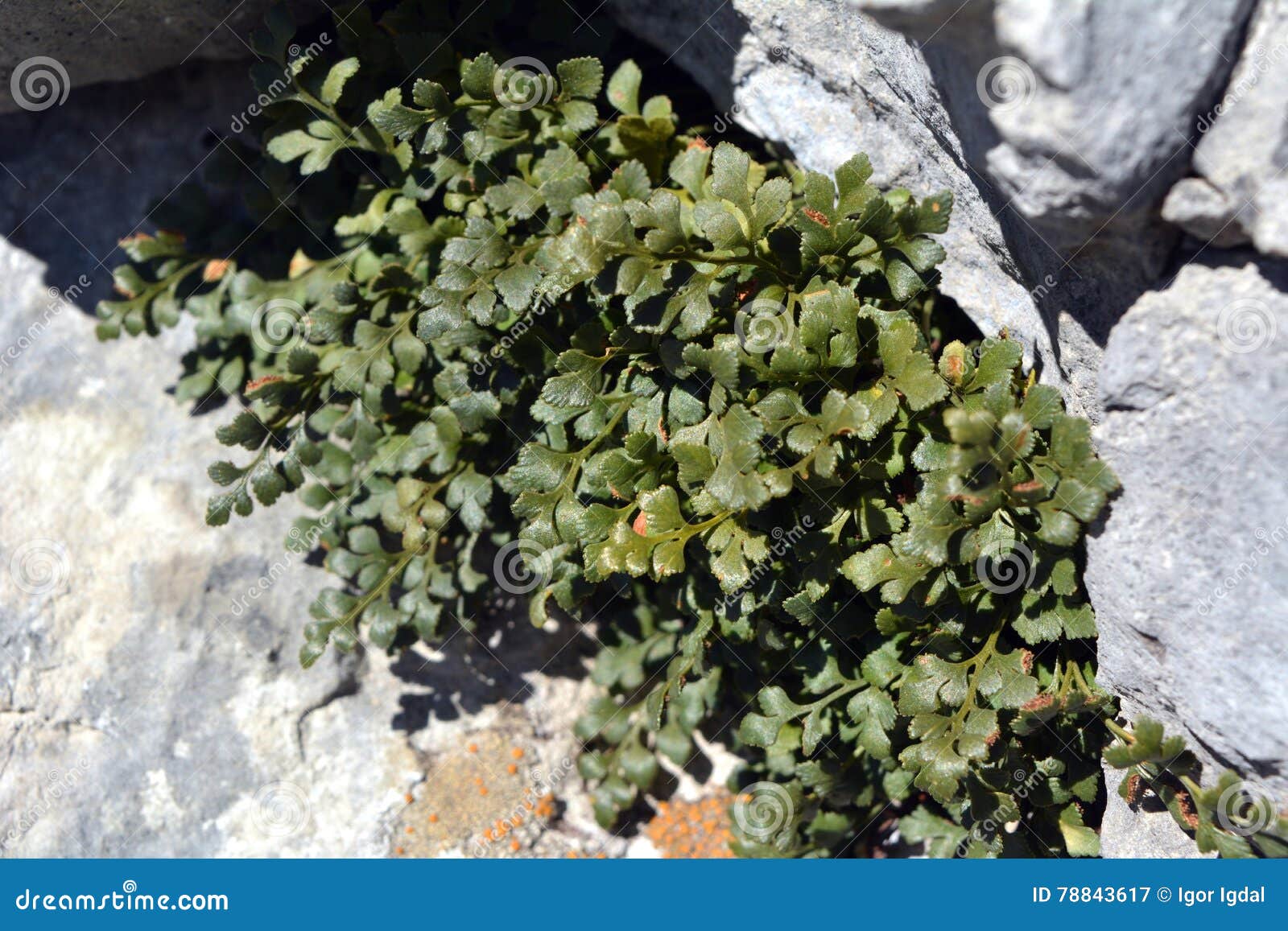Asplenium Ruta-Muraria in Summer Day Stock Image - Image of asplenium ...