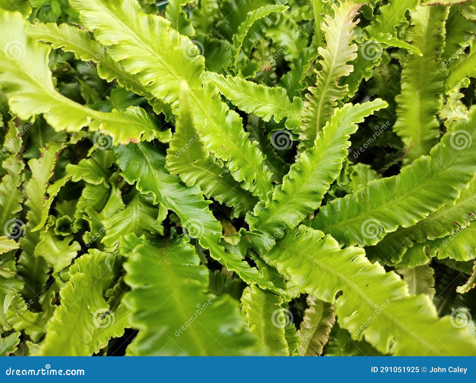 Asplenium Scolopendrium Angustifolia Stock Image - Image of nature ...