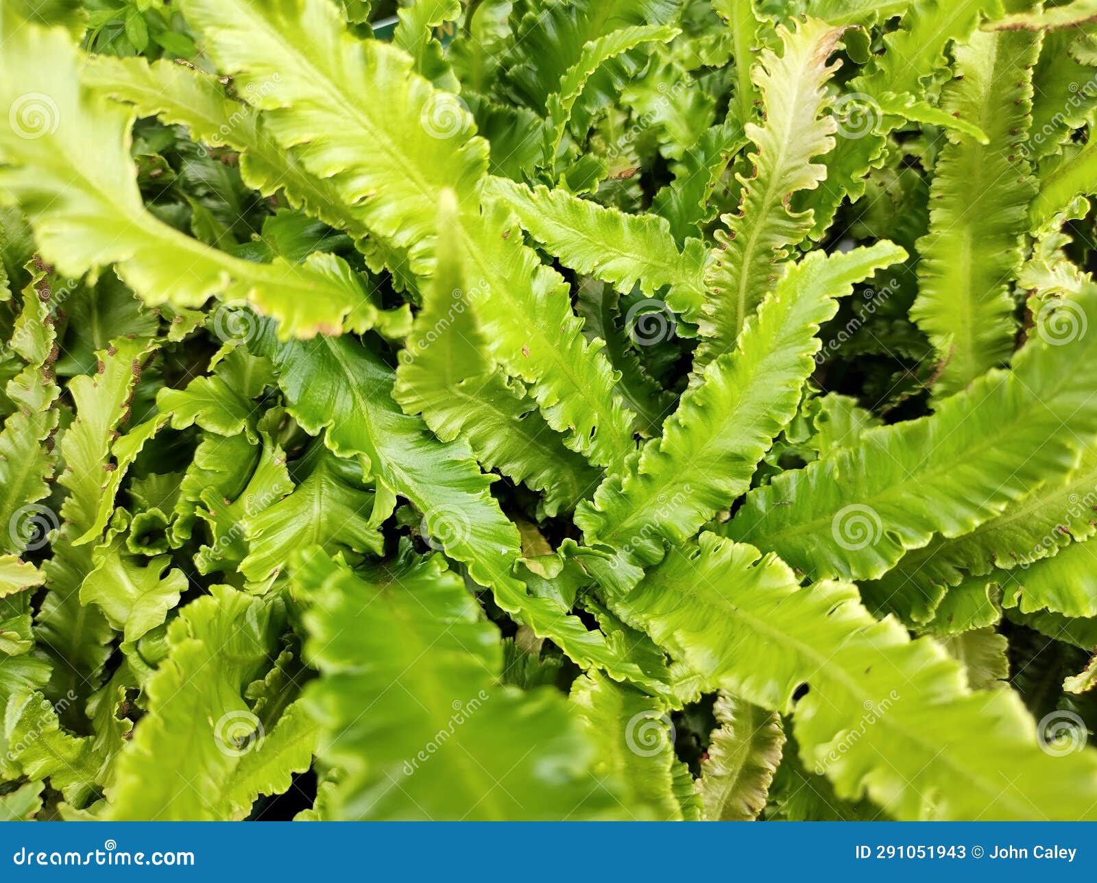 Asplenium Scolopendrium Angustifolia Stock Image - Image of closeup ...