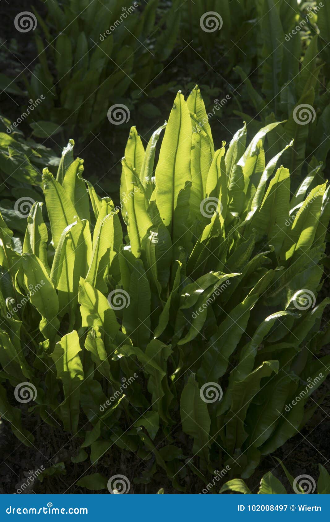 Asplenium scolopendrium stock image. Image of evergreen - 102008497