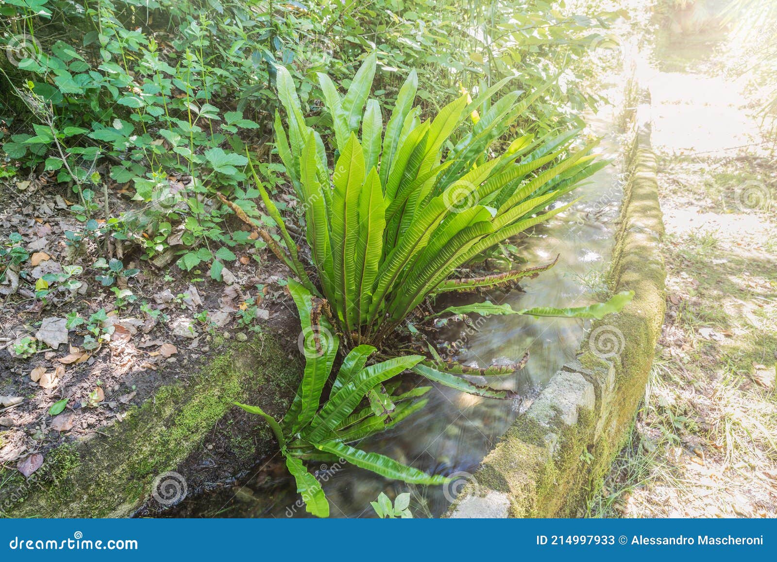 Asplenium Scolopendrium or Phyllitis Scolopendrium, Europe Stock Image ...