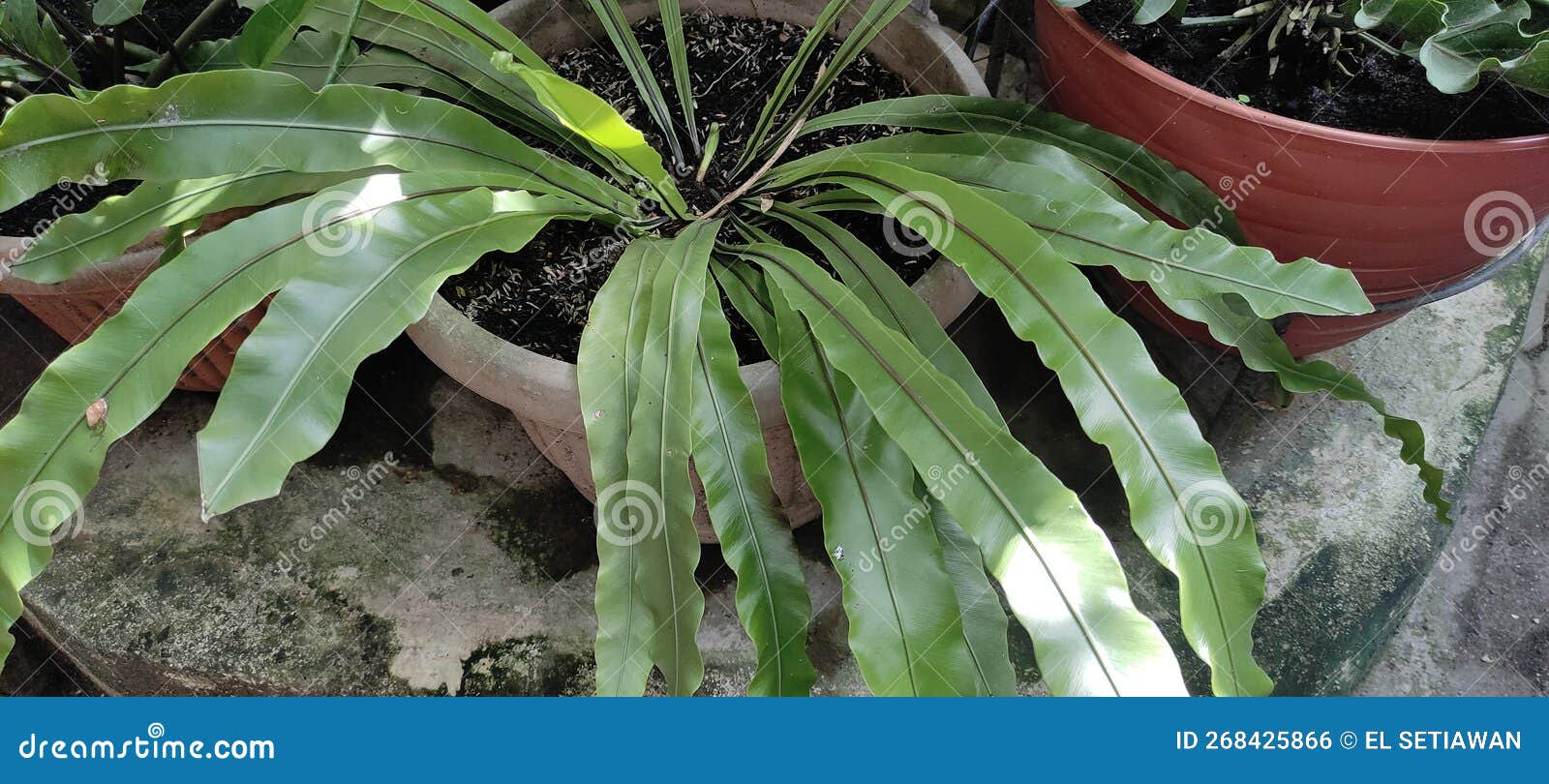 Asplenium Scorpio or Called Kadaka Can Also Be Grown in Pots, Take a ...