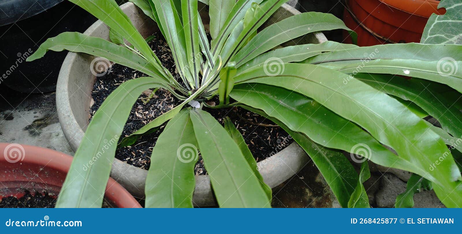 Asplenium Scorpio or Called Kadaka Can Also Be Grown in Pots, Take a ...