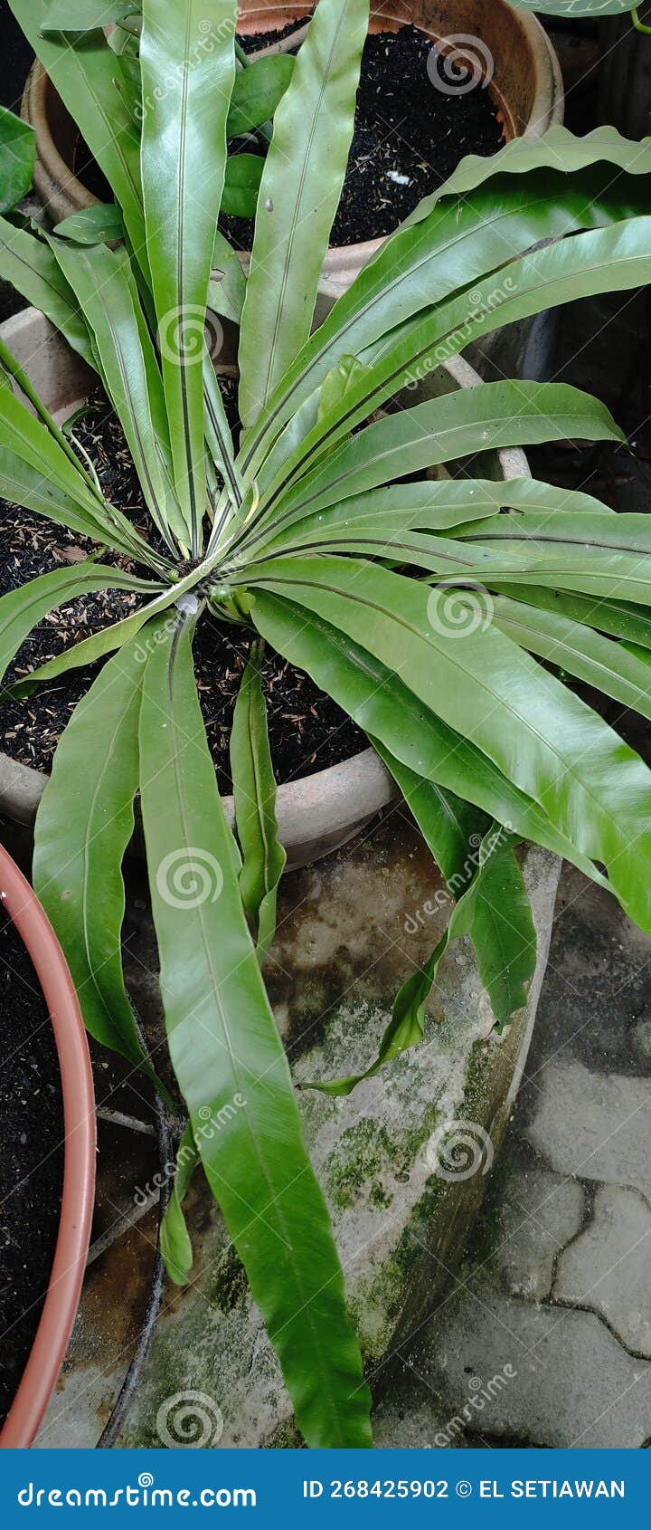 Asplenium Scorpio or Called Kadaka Can Also Be Grown in Pots, Take a ...
