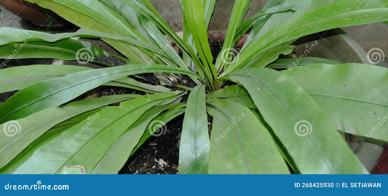 Asplenium Scorpio or Called Kadaka Can Also Be Grown in Pots, Take a ...
