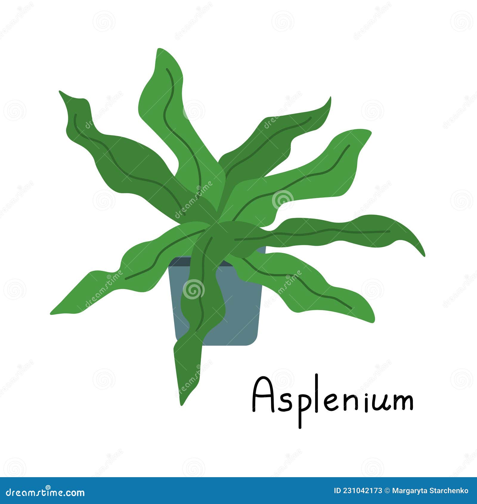 Asplenium vector simple stock vector. Illustration of nature - 231042173