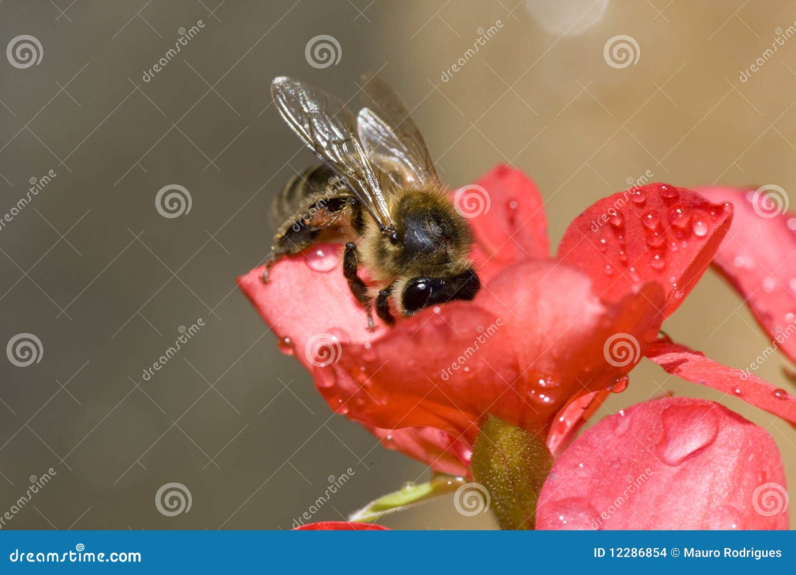 Assaggio Del Coregone Lavarello Dell'ape Fotografia Stock - Immagine di ...