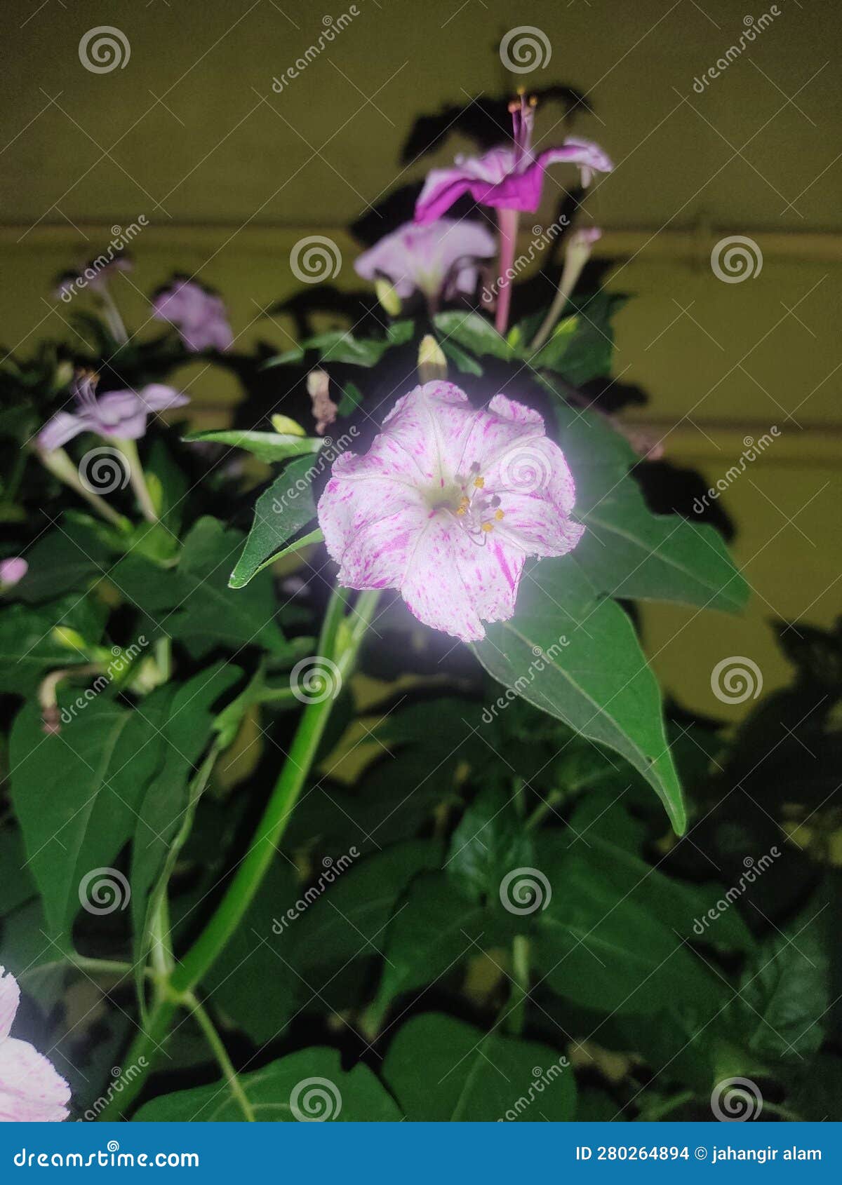 Assam so Beautiful and Leave Me Alone and Agricultural Stock Photo ...