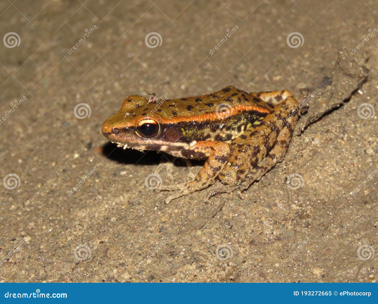 Assam Forest Frog, Hylarana Leptoglossa, Nameri Tiger Reserve, Assam ...