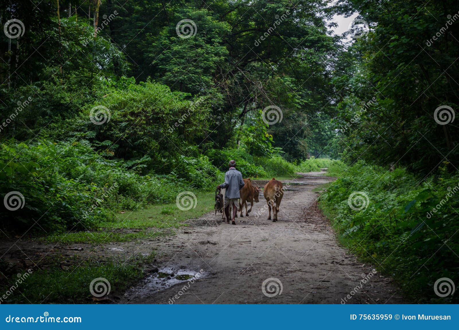 Assam Forest editorial stock image. Image of arunachalpradesh - 75635959