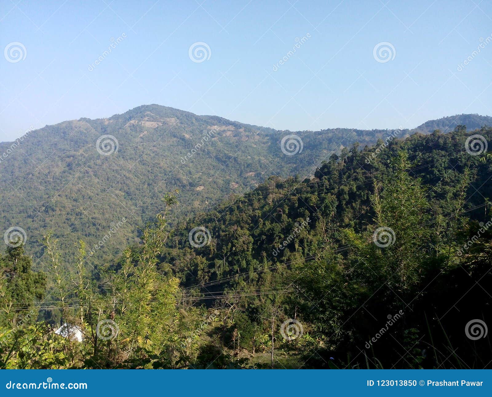 Assam hills stock photo. Image of assam, hills, dense - 123013850