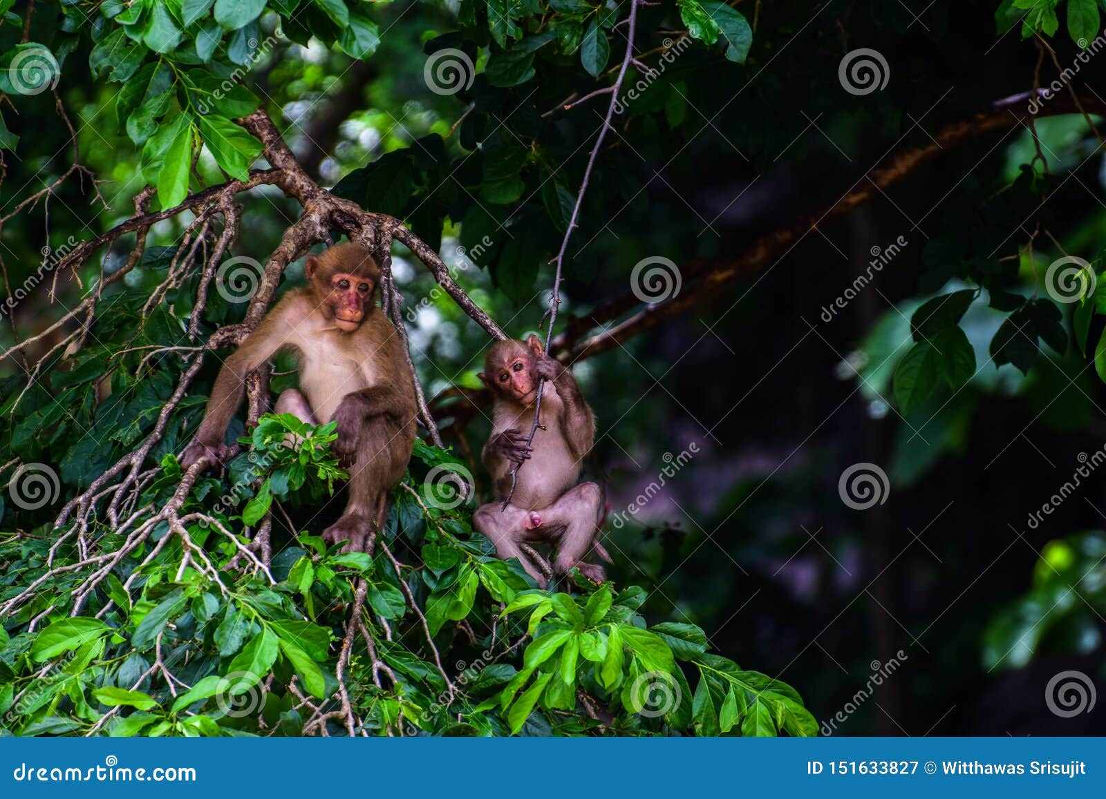 Assam Macaque,Monkey Sitting on a Tree,monkey Wit Friends,Nature ... Assam Macaque,Monkey Sitting on a Tree,monkey Wit Friends,Nature ...