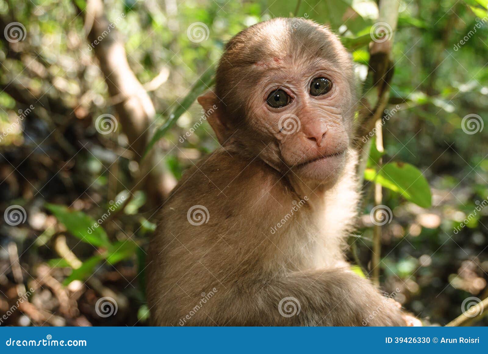 Assam macaque stock photo. Image of funny, green, beauty - 39426330