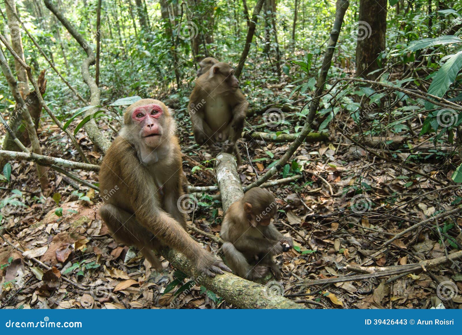 Assam macaque stock image. Image of field, face, african - 39426443
