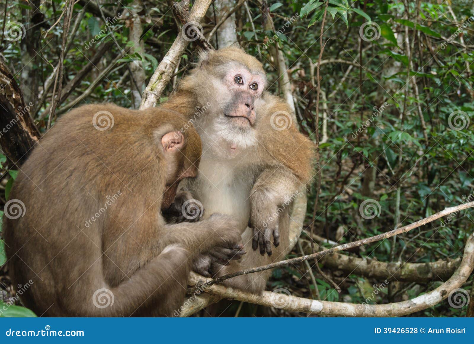 Assam macaque stock photo. Image of adorable, portrait - 39426528