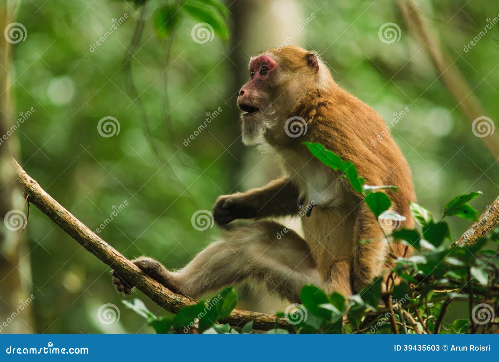 Assam macaque stock image. Image of furry, face, beauty - 39435603